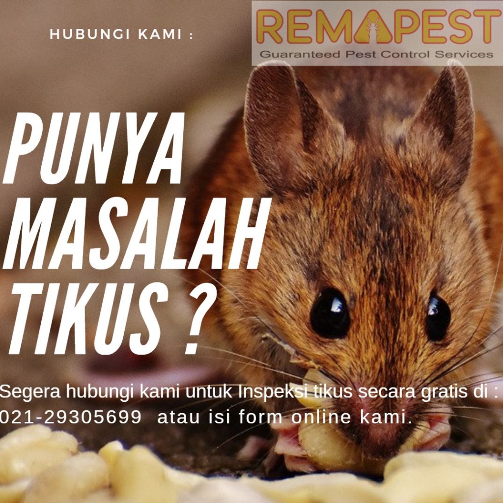 RO-DEAD (pembasmi tikus) – Remapest - PT Resik Mandiri - jasa pembasmi ...